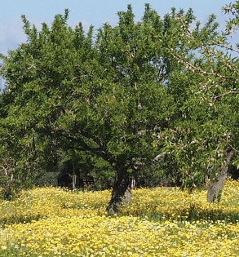 Wenn Lean ein Baum wäre | GeeMco : Götz Müller Consulting