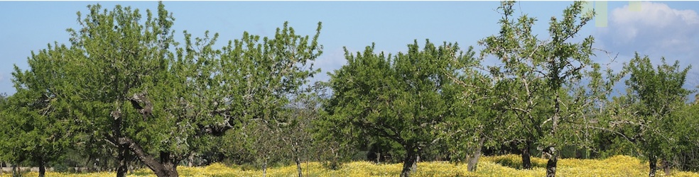 Wenn Lean ein Baum wäre | GeeMco : Götz Müller Consulting